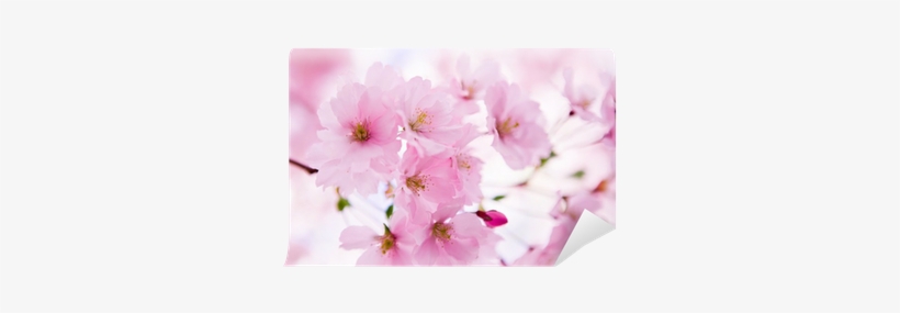 Wallpaper - 400x400 PNG Download - PNGkit