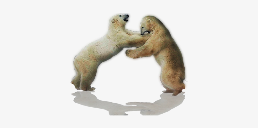 Two Bears Fighting - Toronto - 372x337 PNG Download - PNGkit