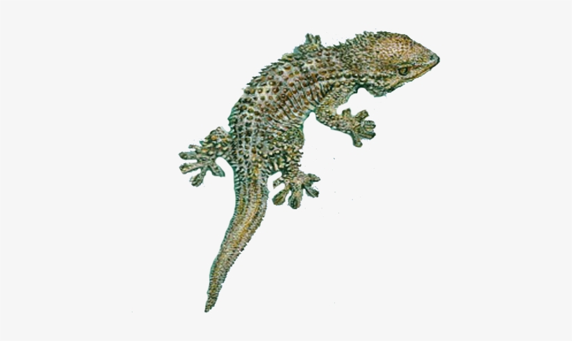 Lizard Png Index Of /ffs R - Gecko Render - 500x449 PNG Download - PNGkit