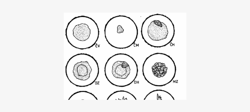 Forms Of False Core - Line Art - 850x286 PNG Download - PNGkit