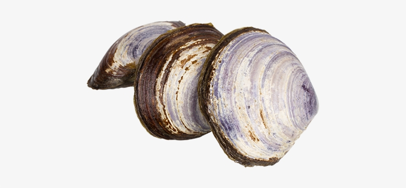 Bc Clams - 575x381 PNG Download - PNGkit