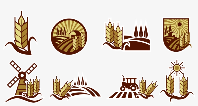 Rice Field Vector Labels - Rice Field Logo - 700x490 PNG Download - PNGkit
