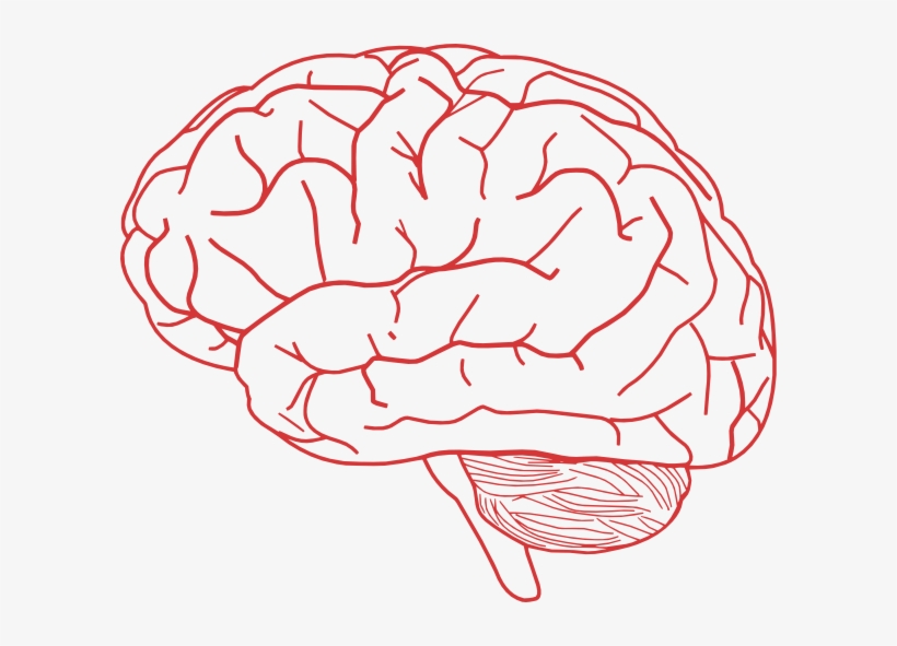 Human Brain Clipart - Brain Clipart Transparent - 600x511 PNG Download ...