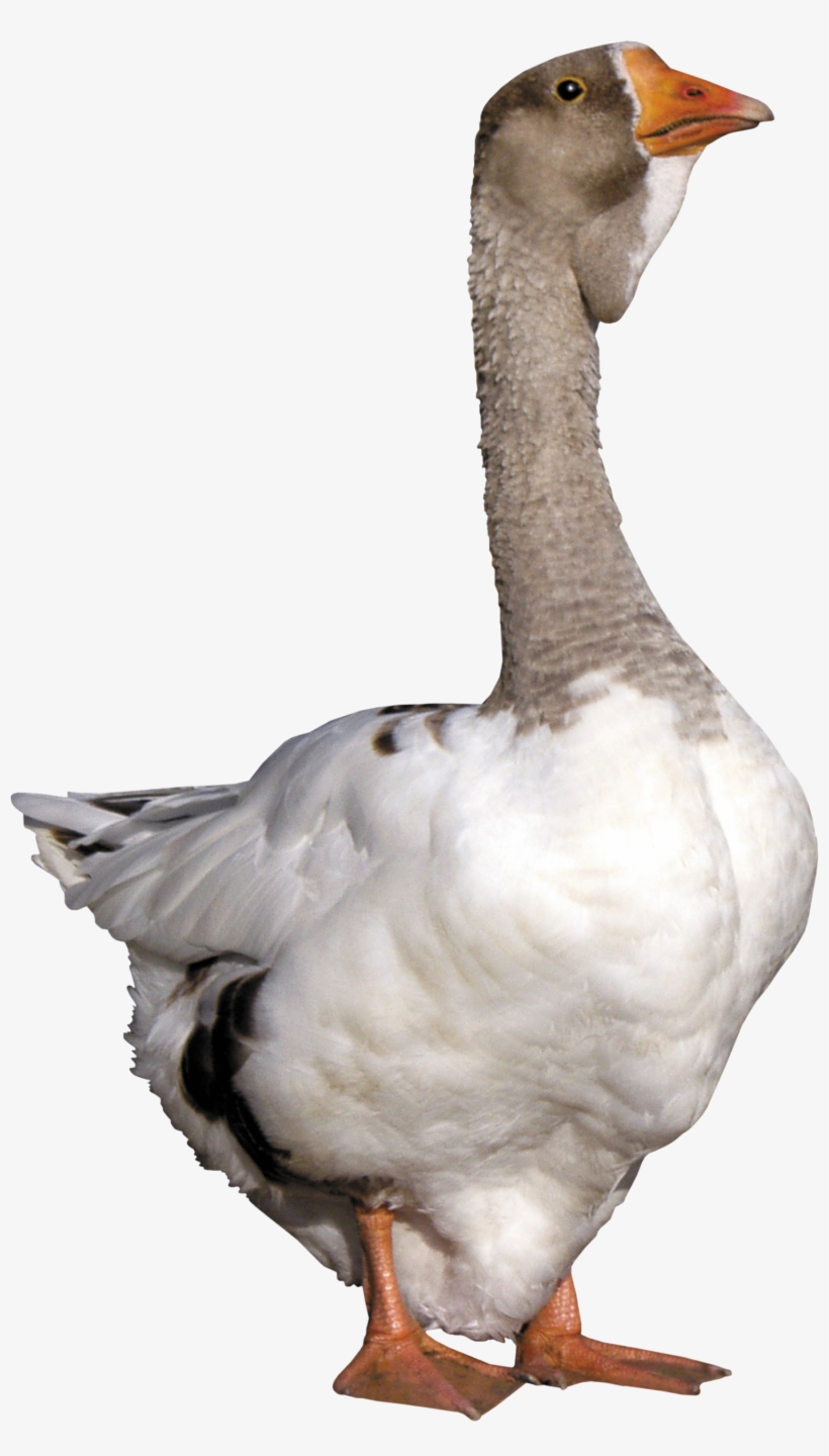 Goose Png Pics - Cuello De Ganso Png - 1499x2560 PNG Download - PNGkit