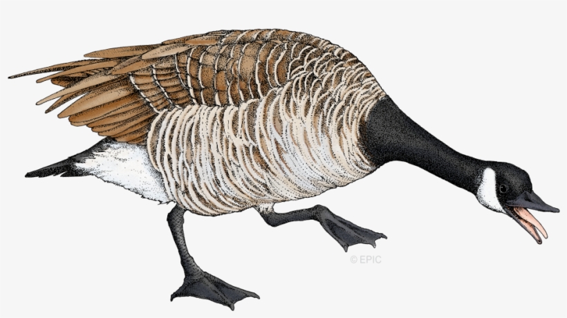 Goose - 1010x578 PNG Download - PNGkit