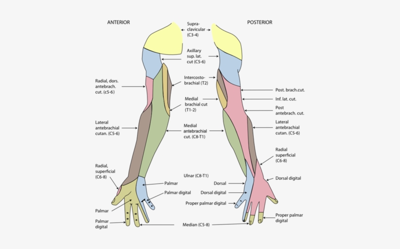 Cutaneous Innervation Of The Right Upper Extremity - Cutaneous ...