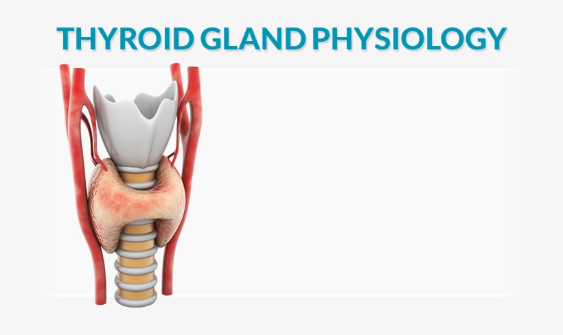 Download Transparent Title-2 - Physiology - PNGkit