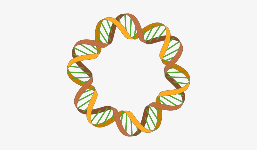 Enter Image Description Here - Dna Double Helix Circle - 400x400 PNG ...