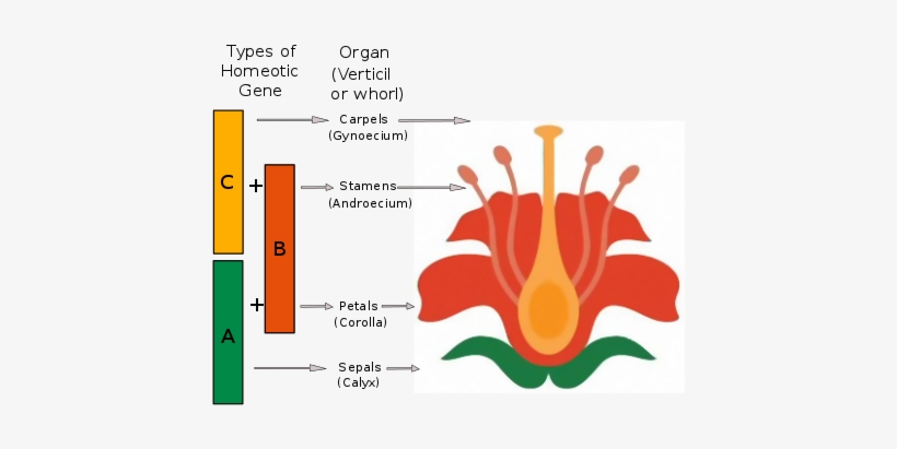 Download Transparent Abc Model Of Flower Development - PNGkit