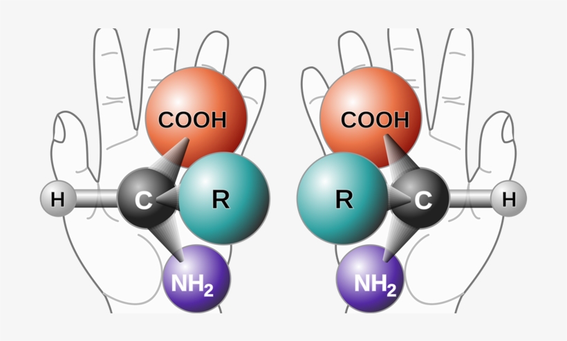 The Reflection You See Is A Right Hand - Superimposed Molecules ...