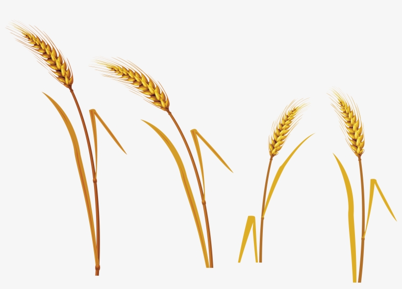 Wheat Png - 5143x3453 PNG Download - PNGkit