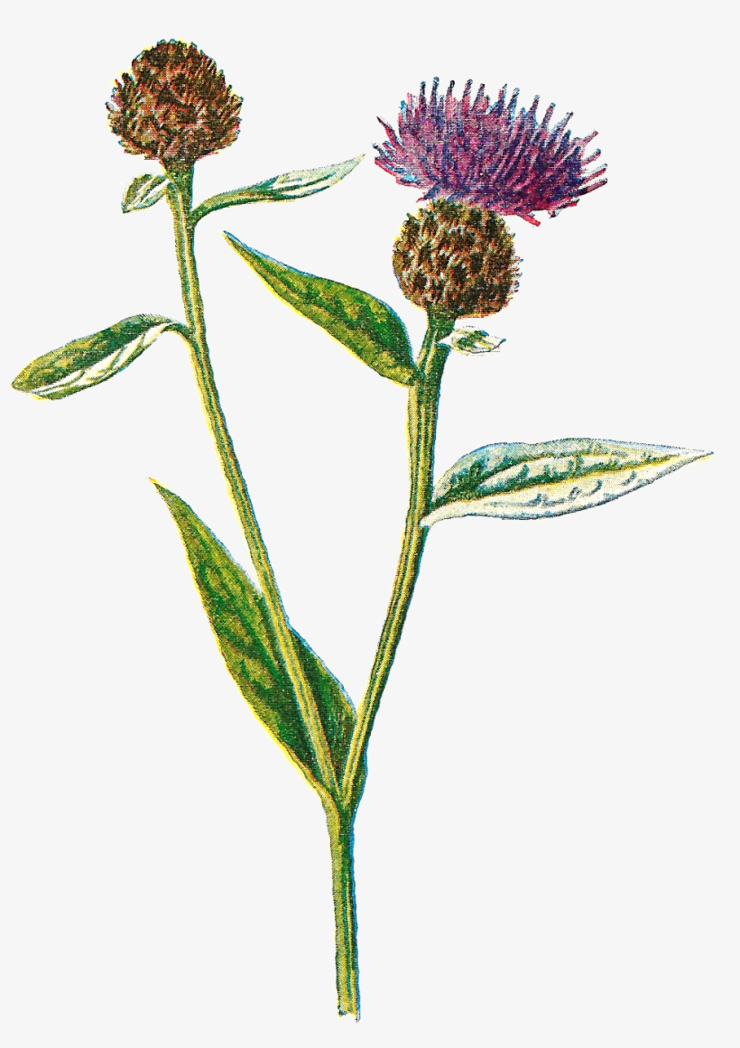 Digital Wildflower Artwork Drawings Downloads Png - Knapweeds ...