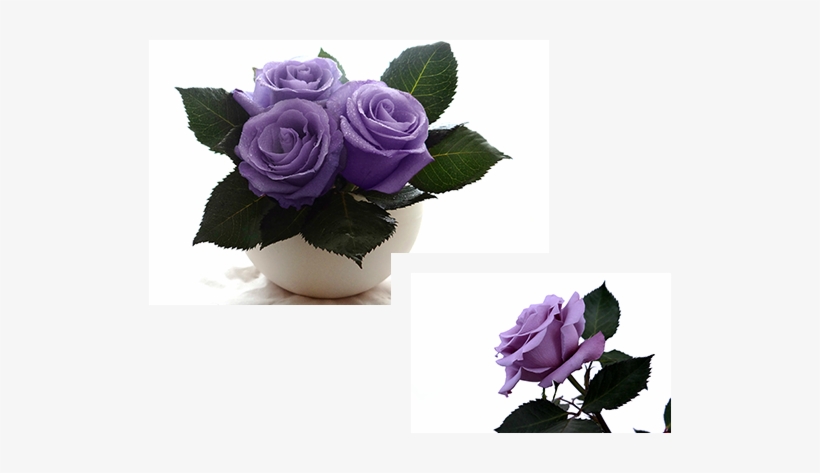 The Story Of Blue Rose Applause Is Also The Story Of - Award - 522x393 ...