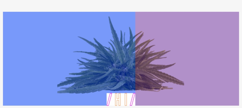Download Transparent Blue Purple Banner - Hemp - PNGkit