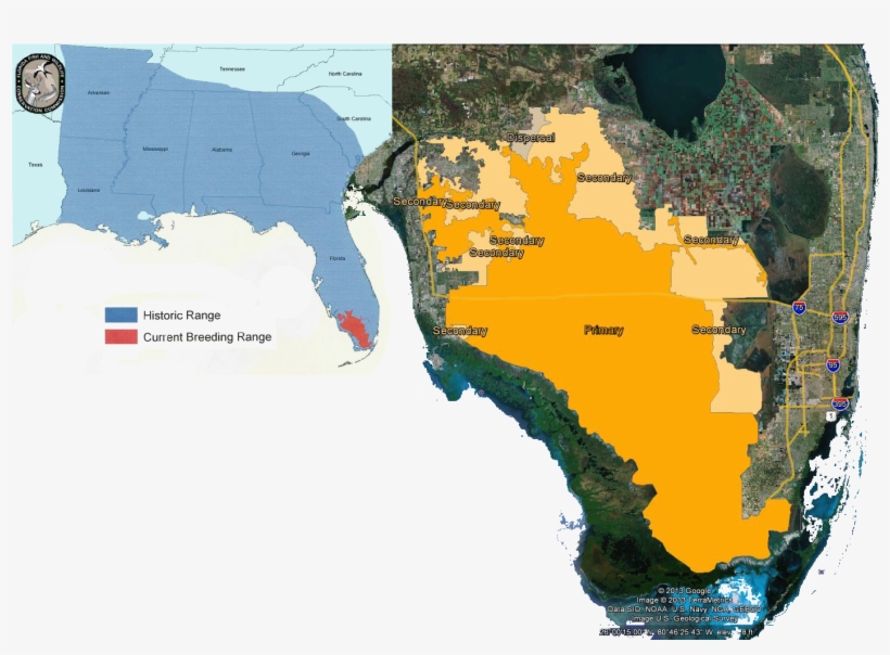 The Florida Panther - Atlas - 1467x971 PNG Download - PNGkit