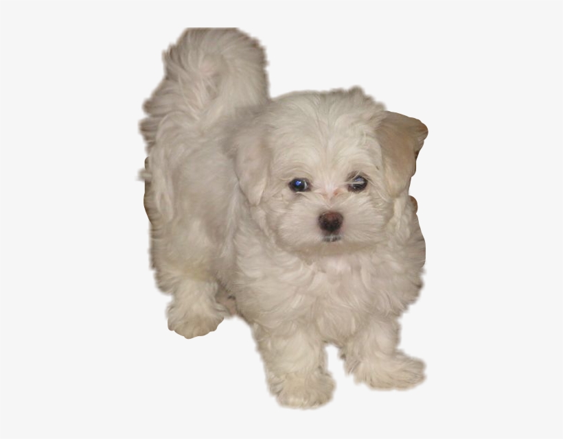 Download Transparent Clip Transparent Cute Doggo Dogs Sticker ...