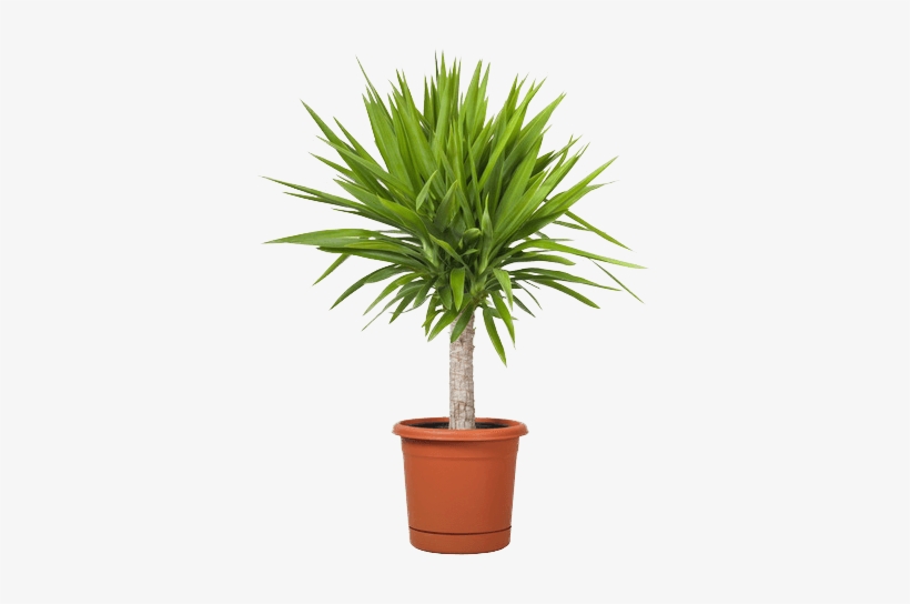 Mini Palm Light Compressor - Yucca Plant In Pot - 360x464 PNG Download ...