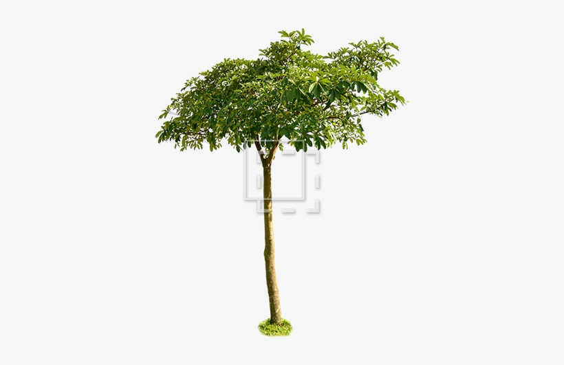 Small Leaf Tree Wide Canopy - Tree Png Canopy - 450x450 PNG Download ...