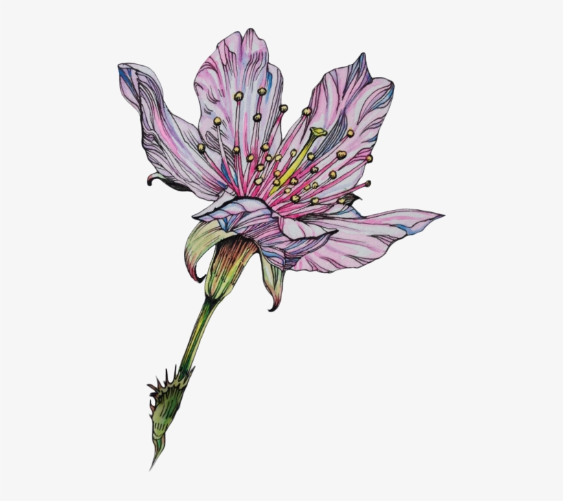 Flowers In Progress - 480x650 PNG Download - PNGkit
