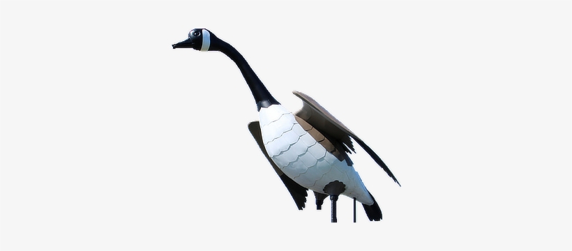 37663478512 7ae81180b0 B-1 - The Wawa Goose - 584x284 PNG Download - PNGkit