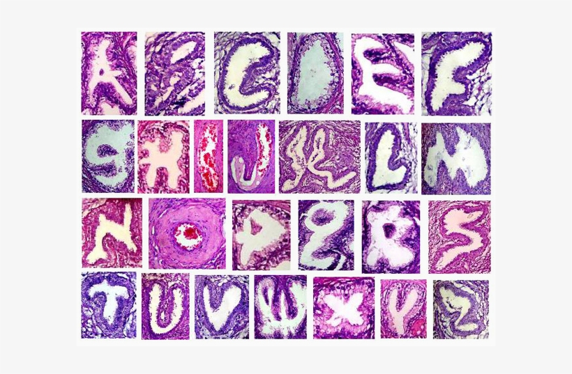 A Glandular Font, Courtesy Of Dr - Histology Alphabet - 600x457 PNG ...