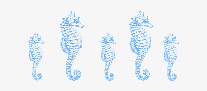 Seahorse Border Clip Art - Seahorse Drawing Shower Curtain - 600x282 ...