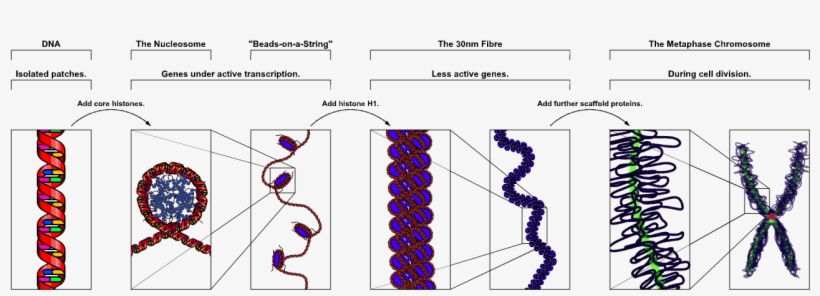 Download Transparent Chromatin Structures - Global Structure Of ...
