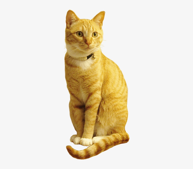 Yellow Cat - 300x655 PNG Download - PNGkit