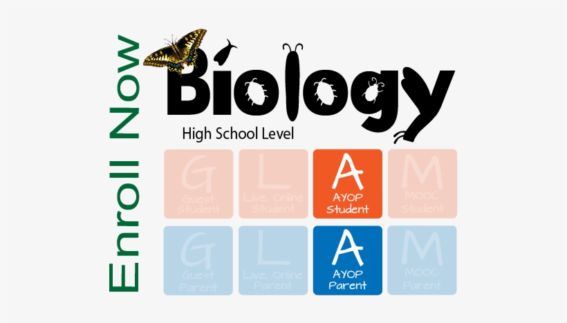 Ayop - Butterfly Necklace Circle Charm - 513x401 PNG Download - PNGkit