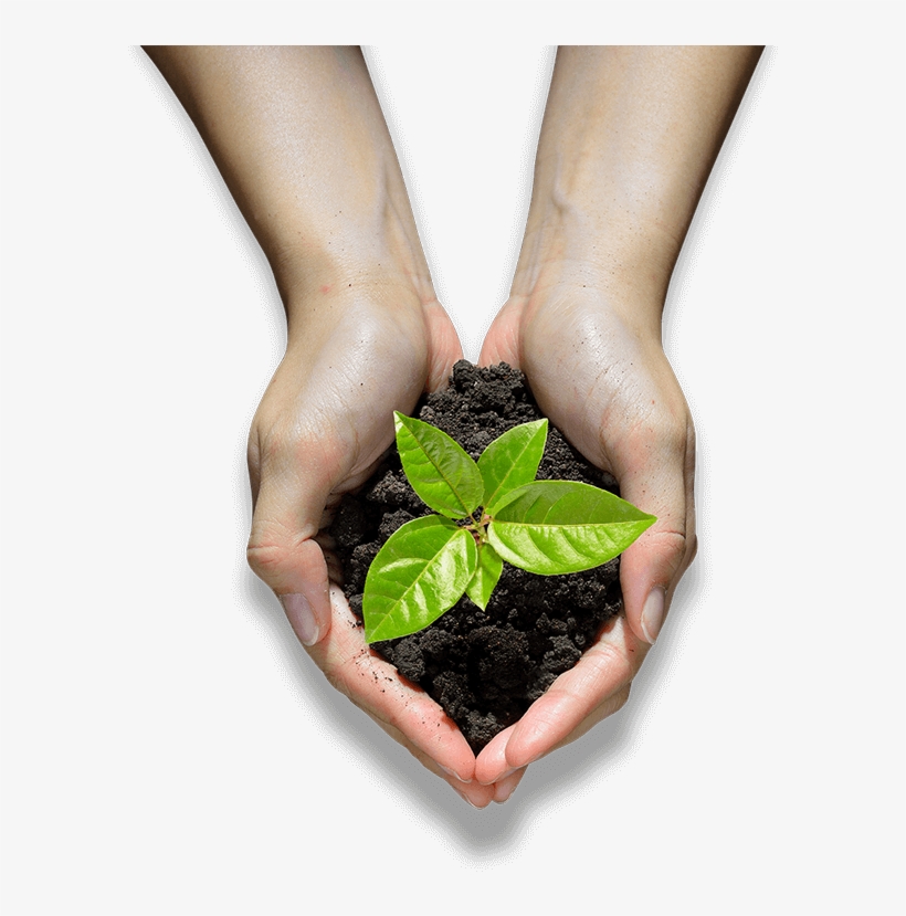Hands Holding A Seedling - Hand - 600x751 PNG Download - PNGkit