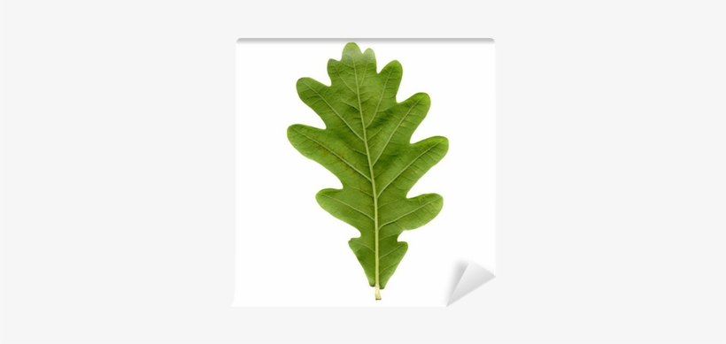 Oak Tree Leaf - 400x400 PNG Download - PNGkit