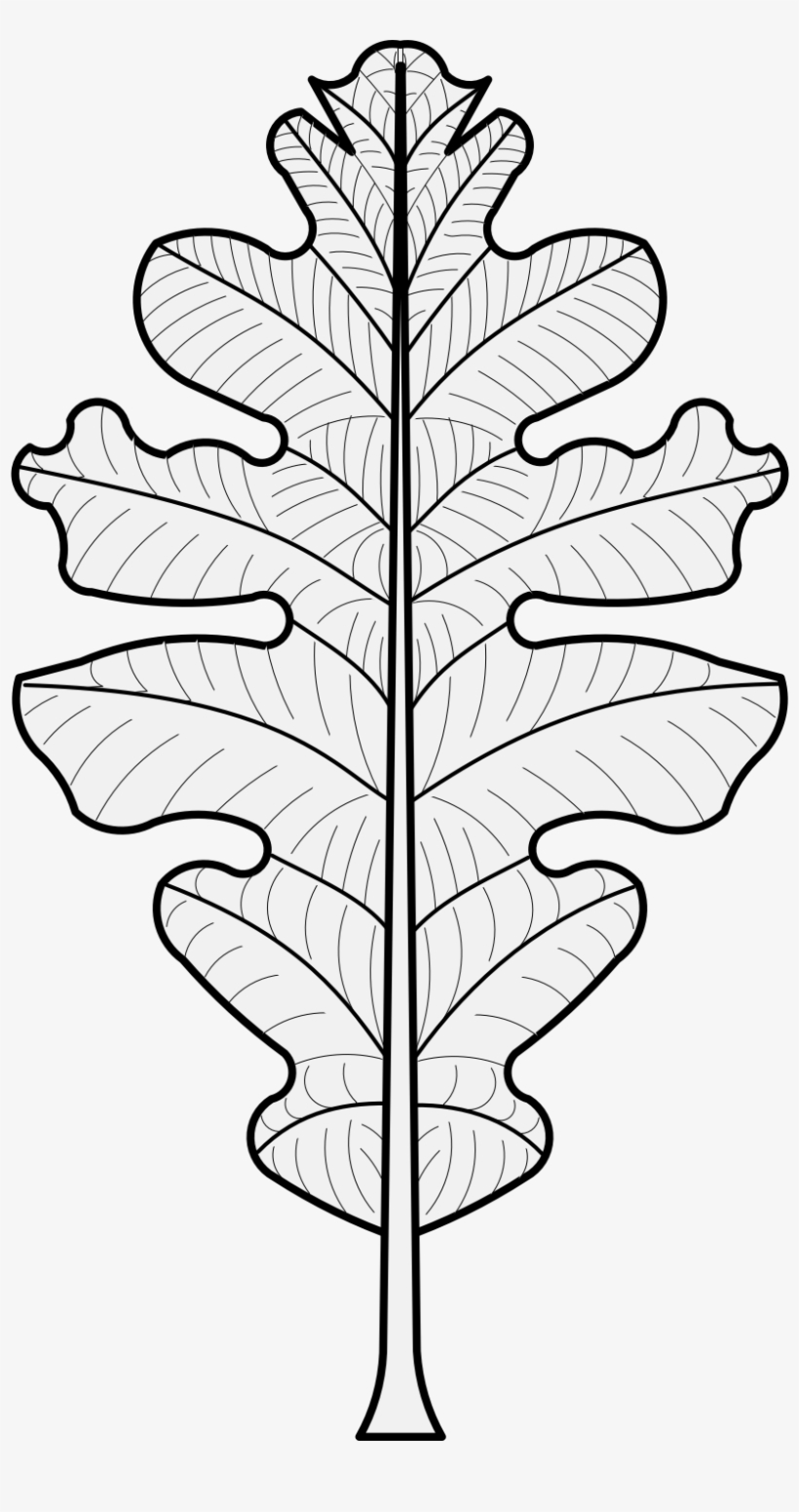 Details, Png - Oak Leaf Heraldry - 827x1471 PNG Download - PNGkit