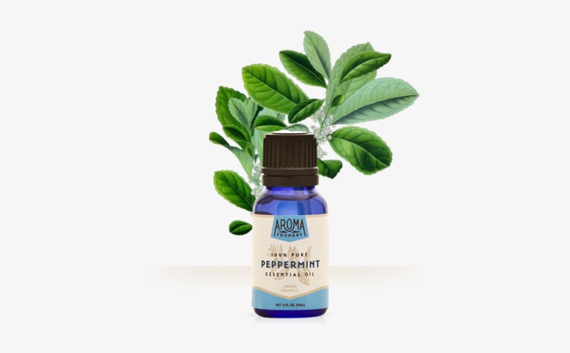 Peppermint Essential Oil - Yerba Mate Leaf - 447x480 PNG Download - PNGkit