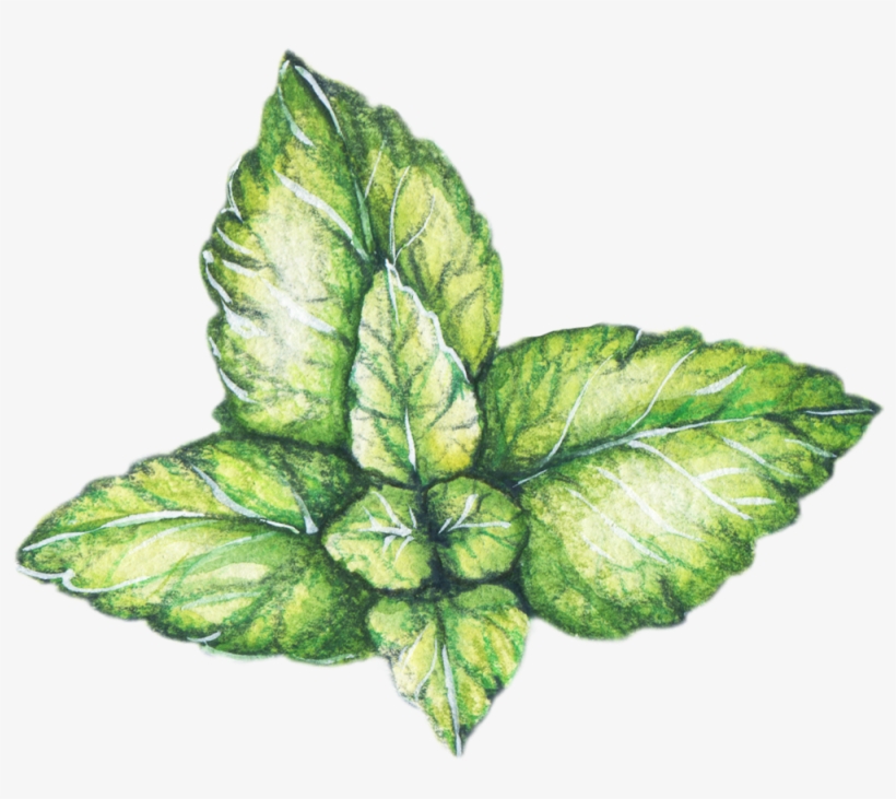 Peppermint - Sketch - 1500x1500 PNG Download - PNGkit