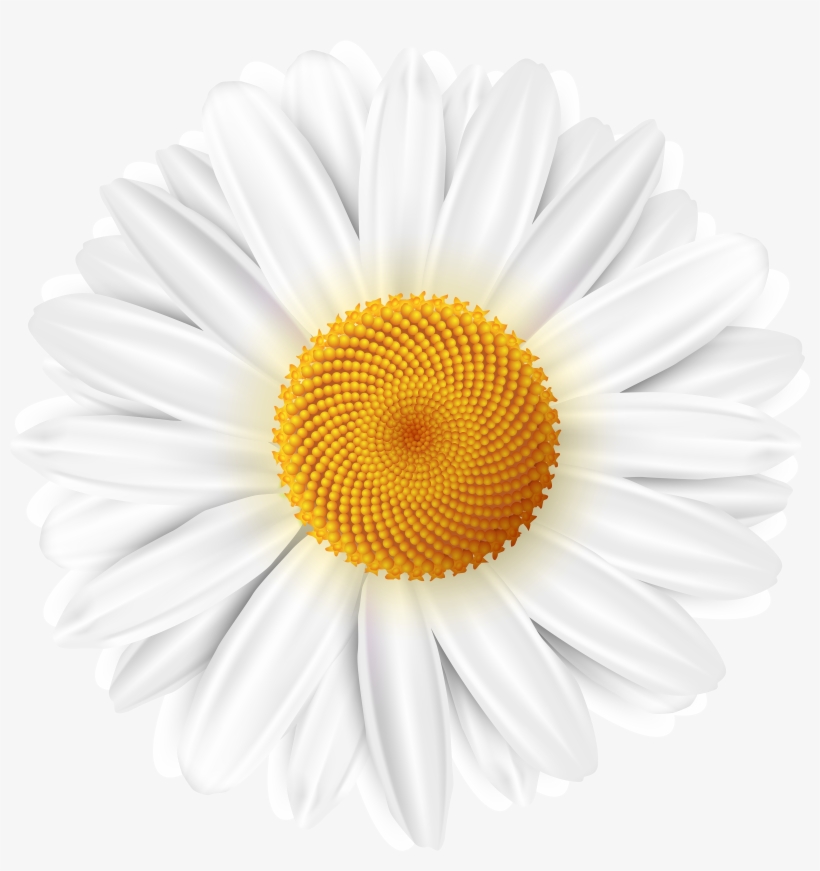 White Flower Clipart Png - 4000x4063 PNG Download - PNGkit