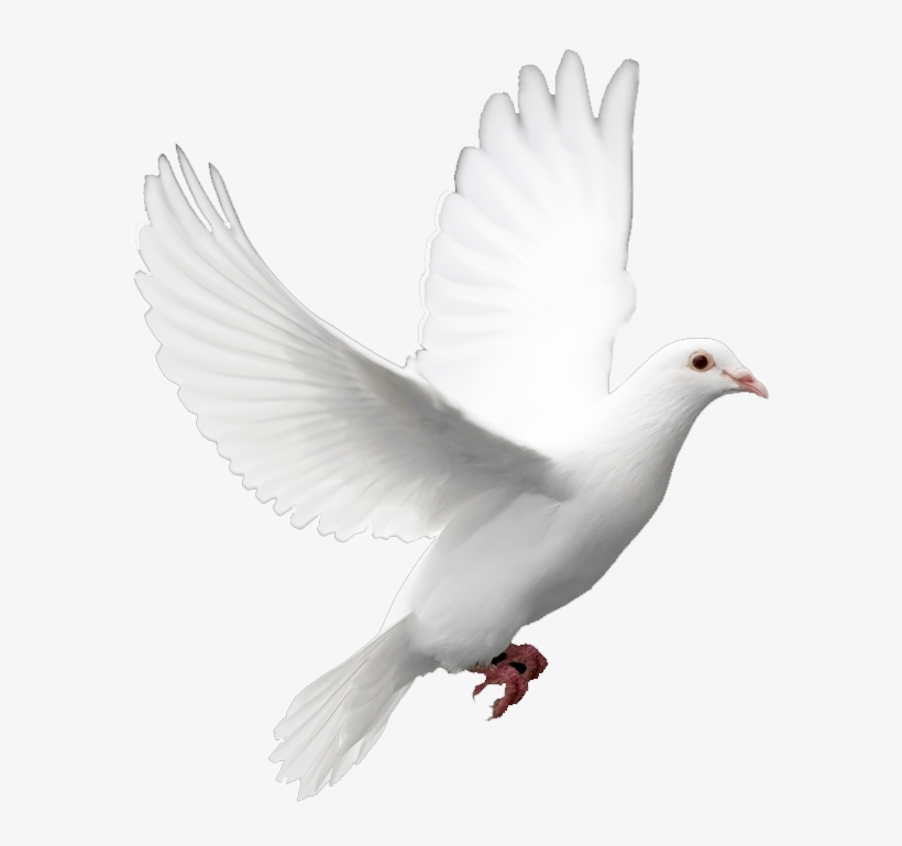 Download Transparent Birds Png Image Without Background - White Bird ...
