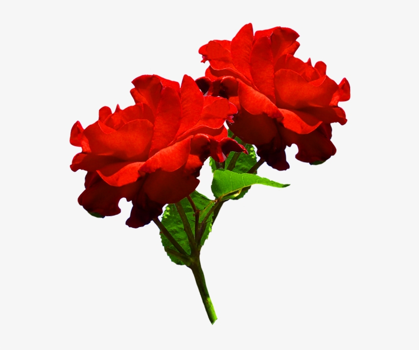 2 Roses Clipart Background