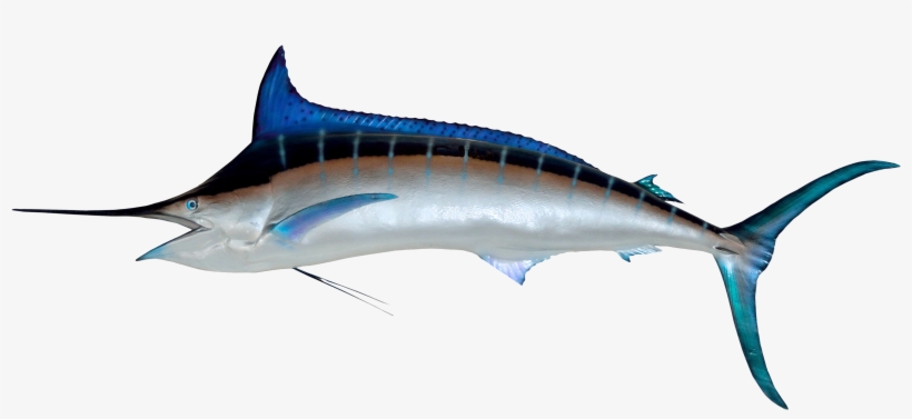 Fish Png Transparent Image - Marlin Png - 3550x1938 PNG Download - PNGkit