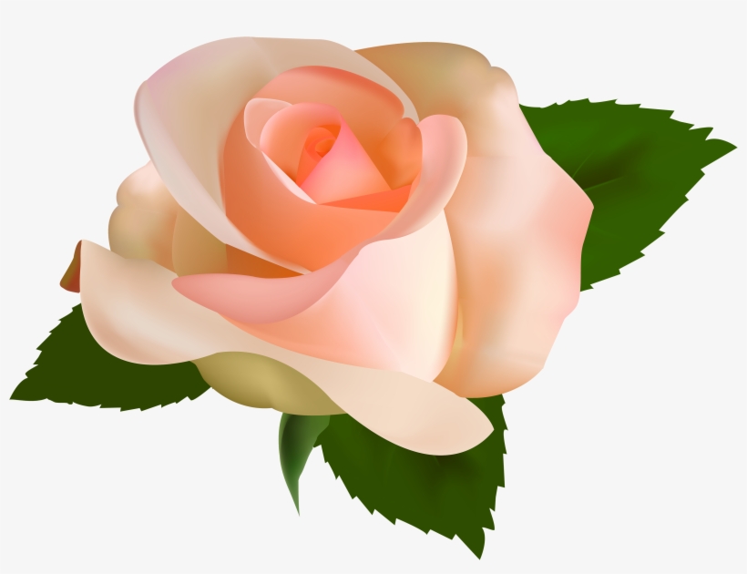 Beautiful Rose Png Clipart - Peach Rose Clip Art - 4000x2892 PNG ...