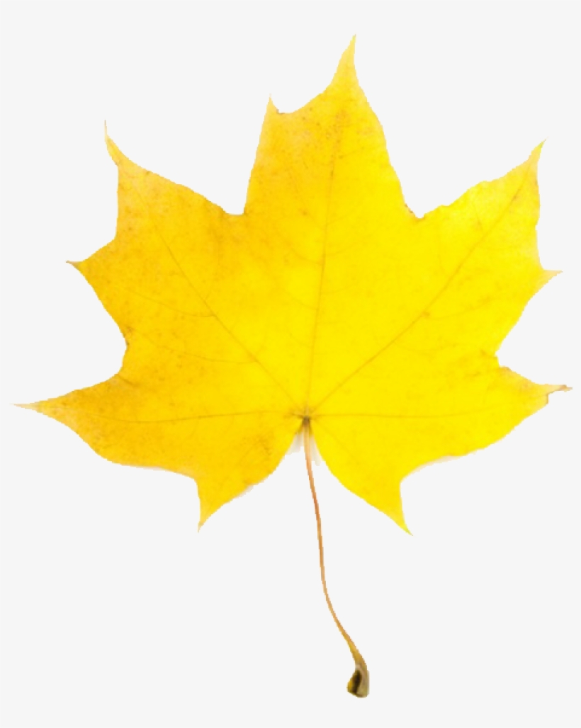 Download Transparent Leafs Falling Png - Yellow Fall Leaf Clip Art - PNGkit