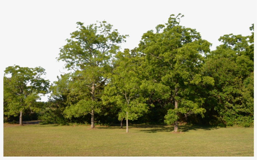 Forest Png Image - Tree For Background Png - 1024x678 PNG Download - PNGkit