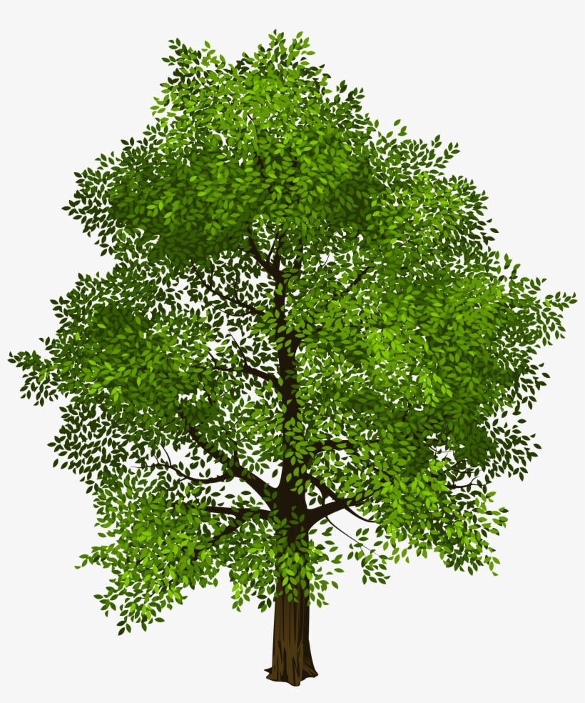 Trees Png - 4498x5270 PNG Download - PNGkit