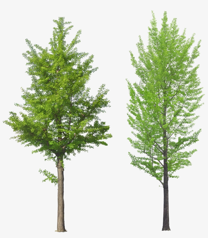 Tree Png Image - Front View Tree Png - 2652x2841 PNG Download - PNGkit