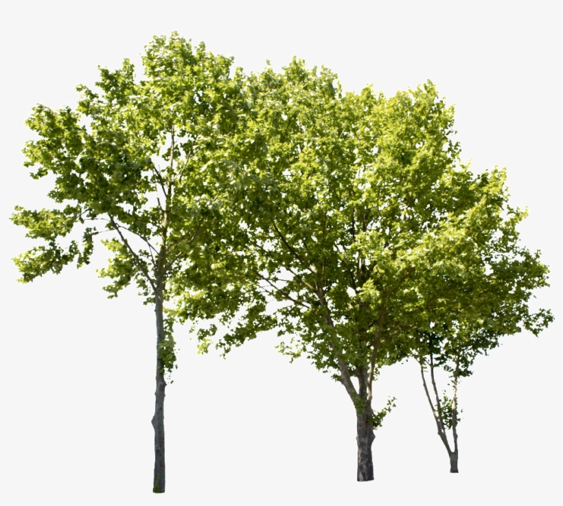 Plane Tree Group Ii - Tree Groups Png - 1000x847 PNG Download - PNGkit
