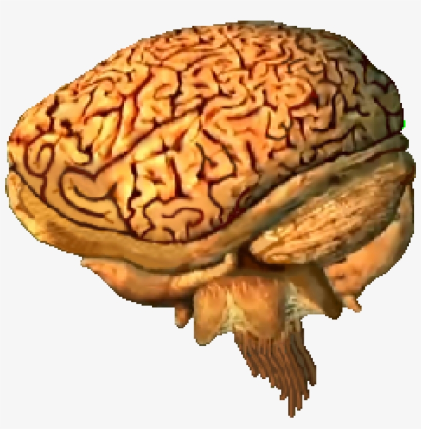 Brain - Gradius - 1004x974 PNG Download - PNGkit