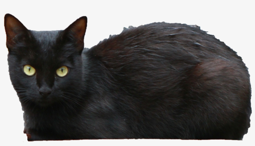 Download Transparent Transparent Cat - PNGkit