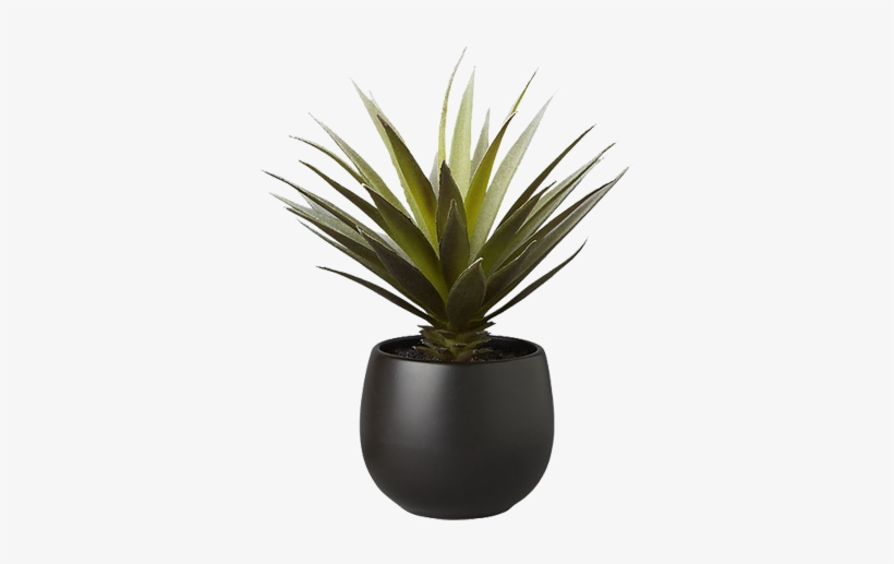 Succulent Black Pot Png - 350x460 PNG Download - PNGkit