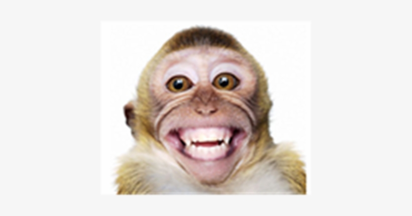 Boots The Monkey - Smiling Monkey - 420x420 PNG Download - PNGkit