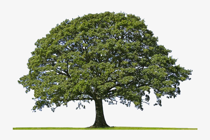 Oaktree - Aerial View Of Oak Tree - 721x481 PNG Download - PNGkit