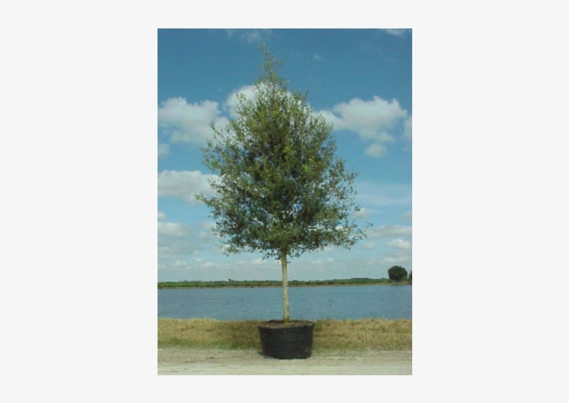 Download Transparent Description - 200 Gallon Live Oak - PNGkit